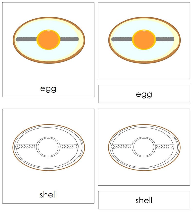 Parts of an Egg Nomenclature 3-part Cards & Blackline Master ...
