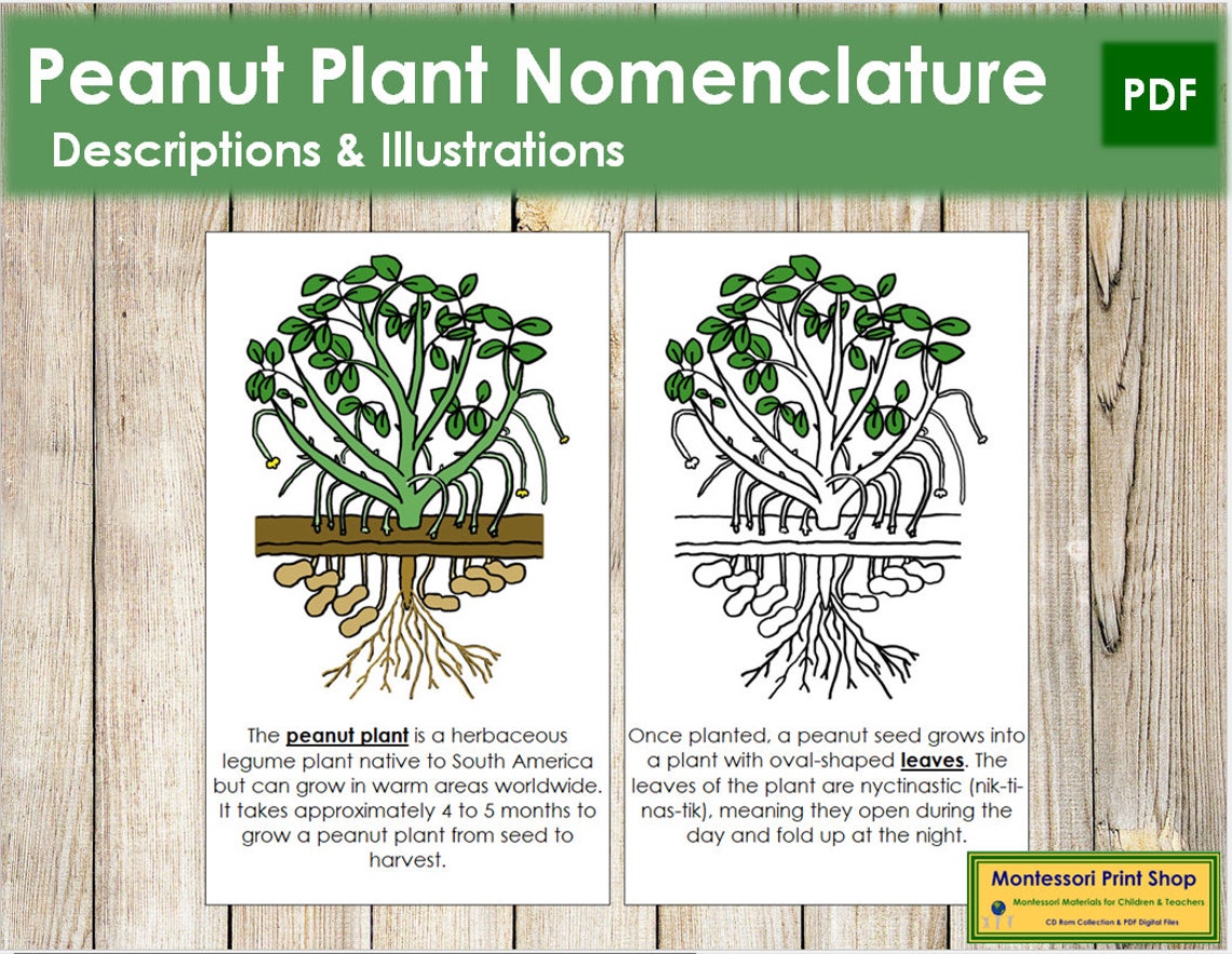 Parts of a Peanut Plant Nomenclature Book Botany Printable - Etsy