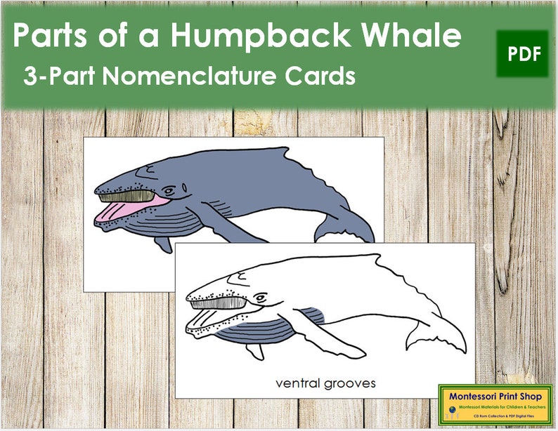 Parts of a Humpback Whale Nomenclature 3-part Cards - Etsy