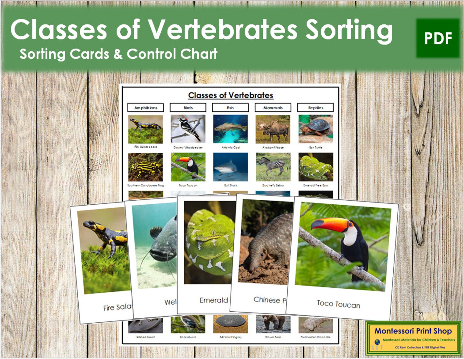 Classes of Vertebrates Sorting Cards & Control Chart Zoology - Etsy