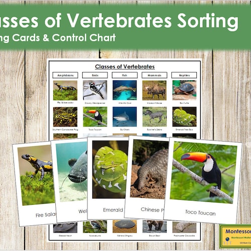 Animal Kingdom Sorting Cards & Control Chart Montessori - Etsy