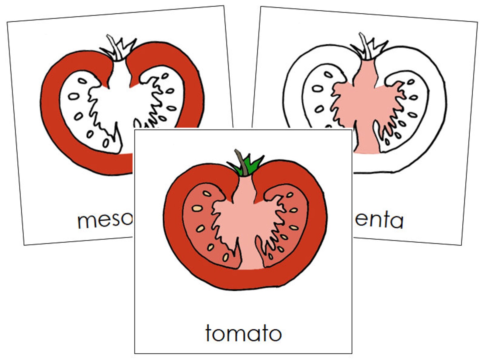Parts of a Tomato Nomenclature 3-part Cards Montessori | Etsy