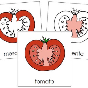 Parts of a Tomato Nomenclature 3-part Cards Montessori | Etsy