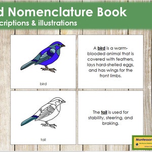 Parts of a Bird Nomenclature Book Montessori Zoology - Etsy