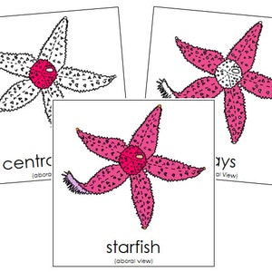 Parts of a Starfish Nomenclature 3-part Cards & Blackline Master ...