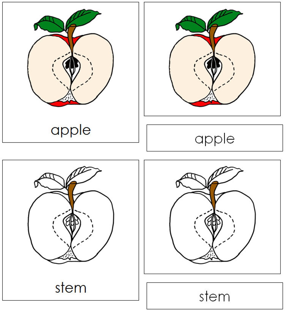 Parts of an Apple Nomenclature 3-part Cards Montessori - Etsy