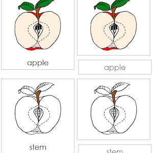 Parts of an Apple Nomenclature 3-part Cards & Blackline Master ...