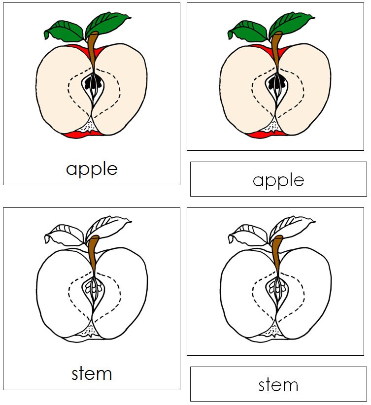 Nomenclatura de las partes de una manzana: Tarjetas de 3 partes y guía ...