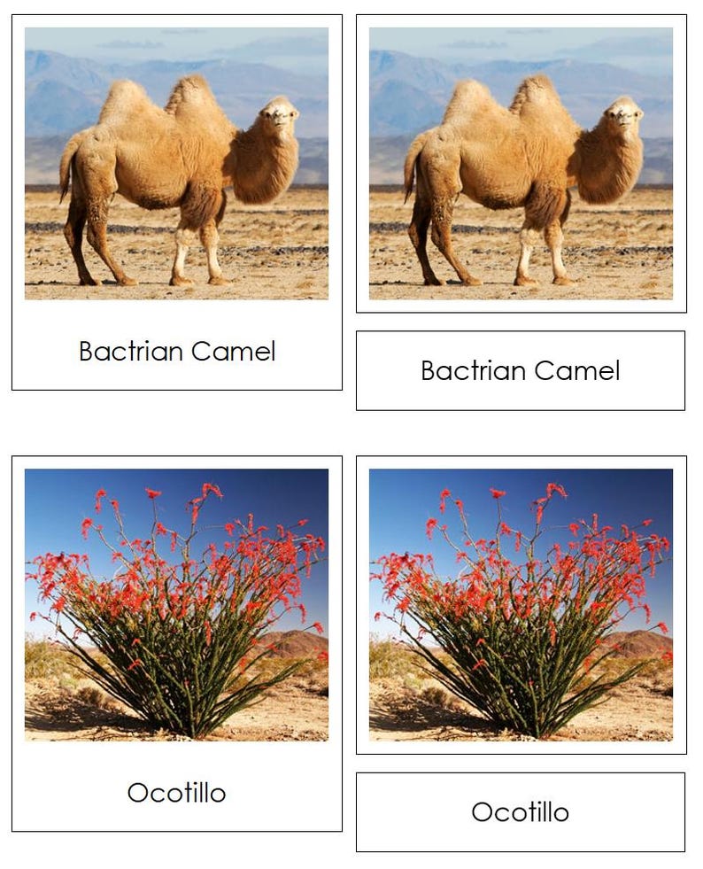 Biomes of the World Sorting Cards, Chart and Information - Montessori ...