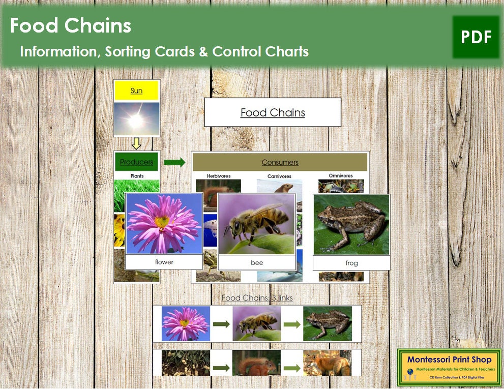 Food Chain Cards & Charts Printable Montessori Science Cards | Etsy
