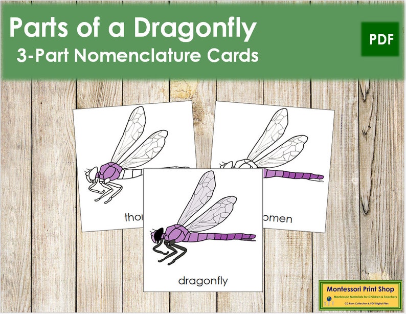 Parts of a Dragonfly Nomenclature 3-part Cards Montessori - Etsy Canada