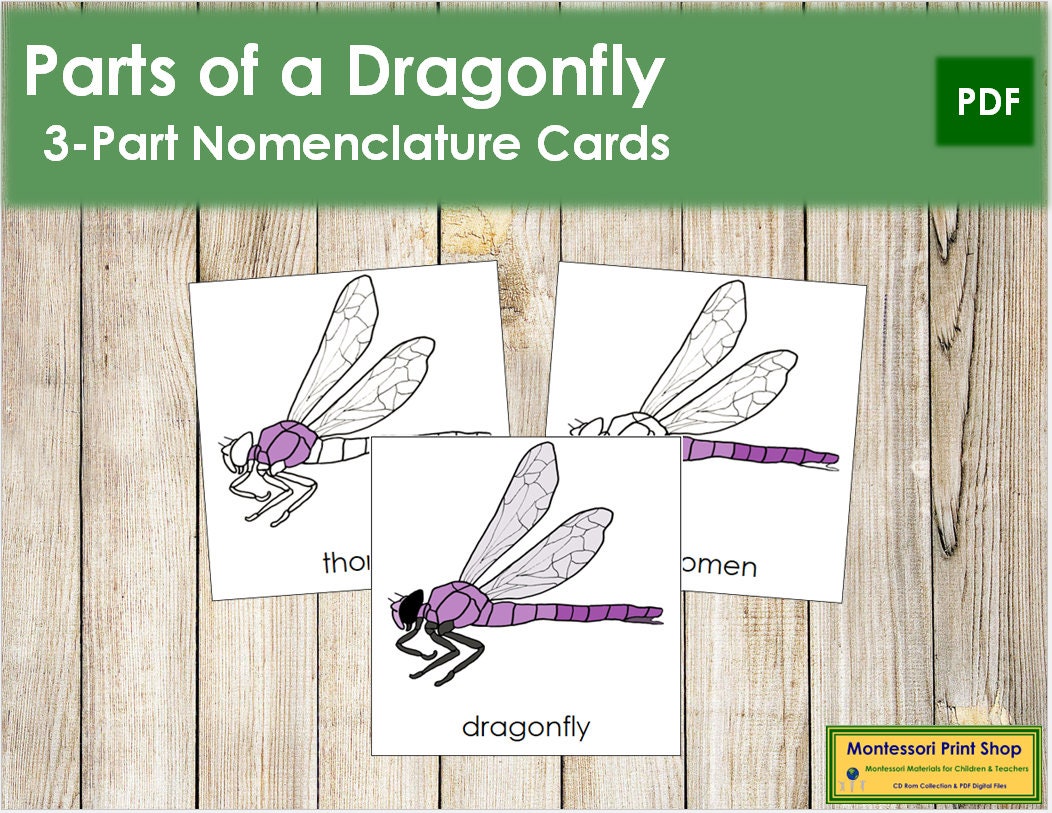 Parts of a Dragonfly Nomenclature 3-part Cards Montessori - Etsy Canada