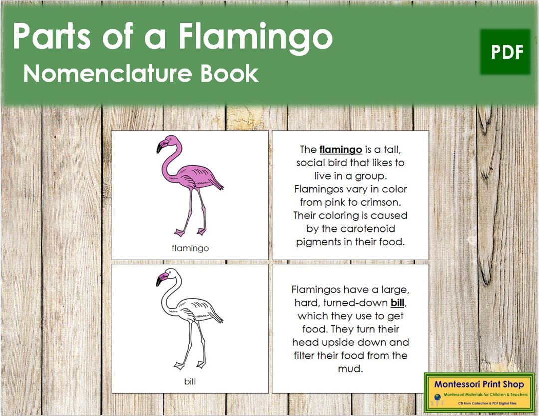 Parts of the Flamingo Nomenclature Book Montessori Zoology - Etsy España