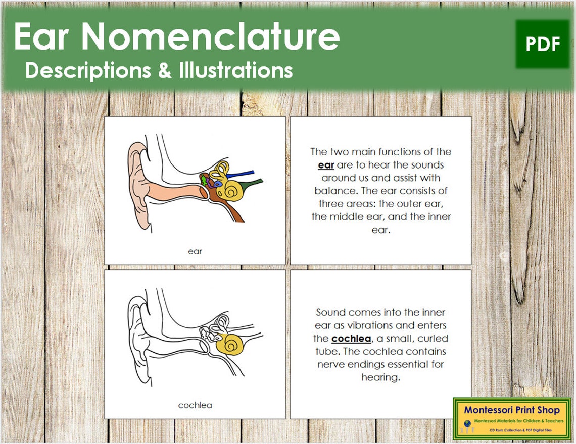 Parts of an Ear Nomenclature Book Science Printable - Etsy
