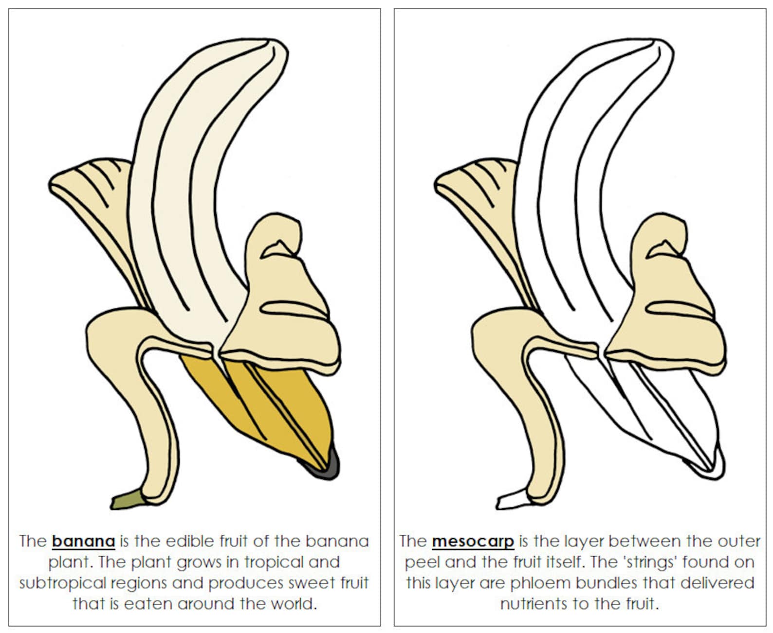 Parts of a Banana Nomenclature Book Montessori Botany Printable ...
