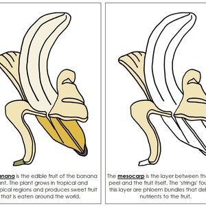 Parts of a Banana Nomenclature Book - Montessori Botany (digital ...