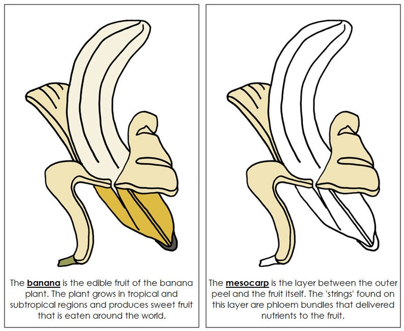Parts of a Banana Nomenclature Book - Montessori Botany (digital ...