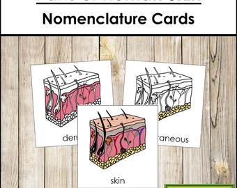 Montessori 3 Part Cards Parts of a Crocodile - Etsy