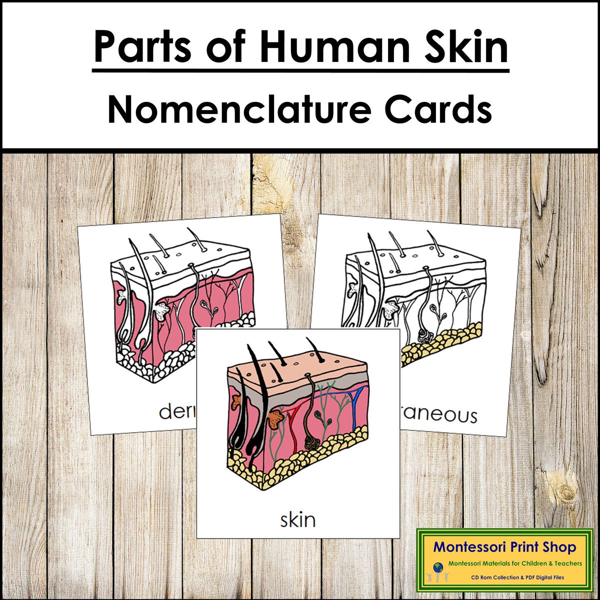 Parts Of The Skin For Grade 3