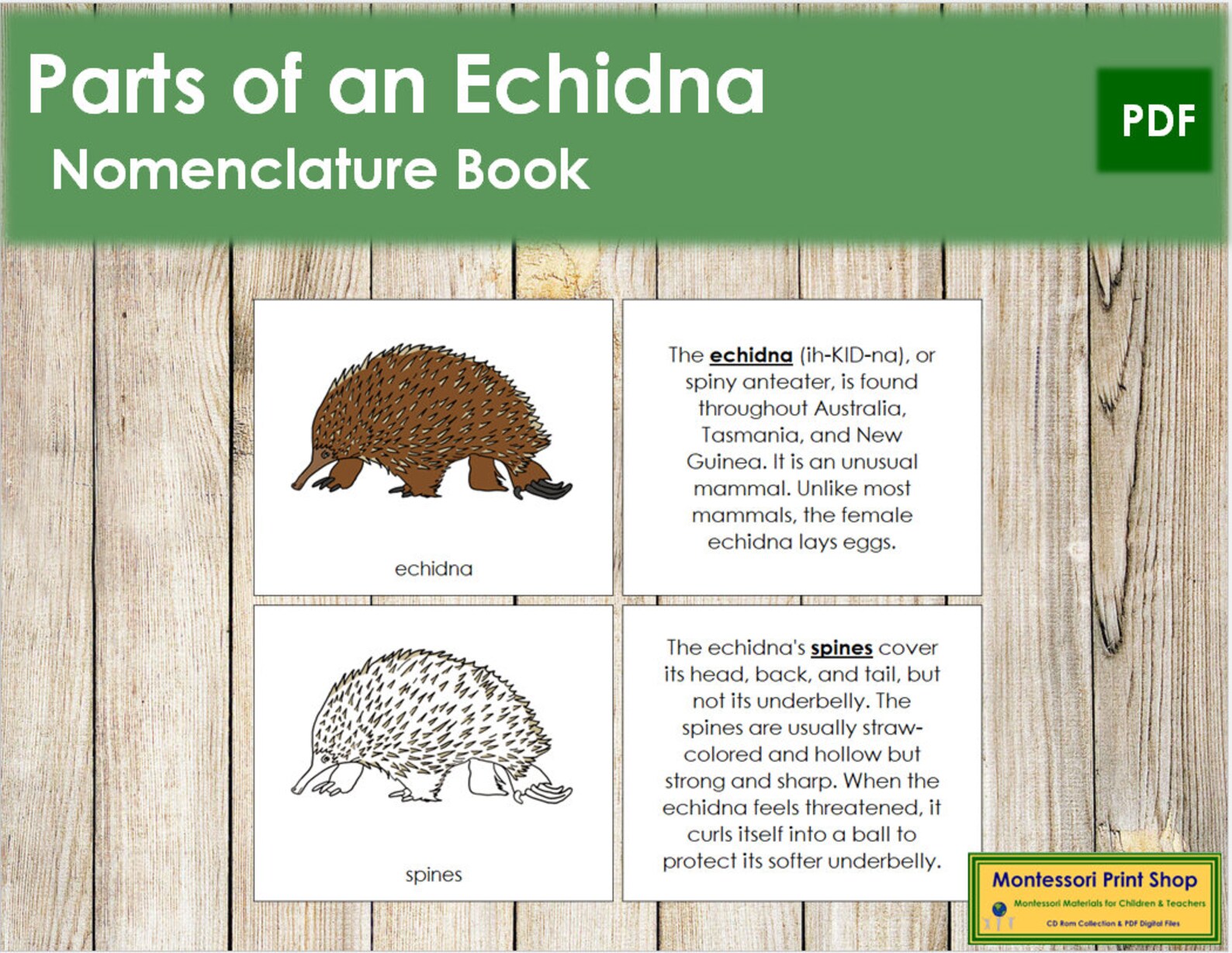 Parts of an Echidna Nomenclature Book Montessori Zoology - Etsy Canada