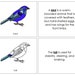 Parts of a Bird Nomenclature Book - Montessori Zoology - Printable ...