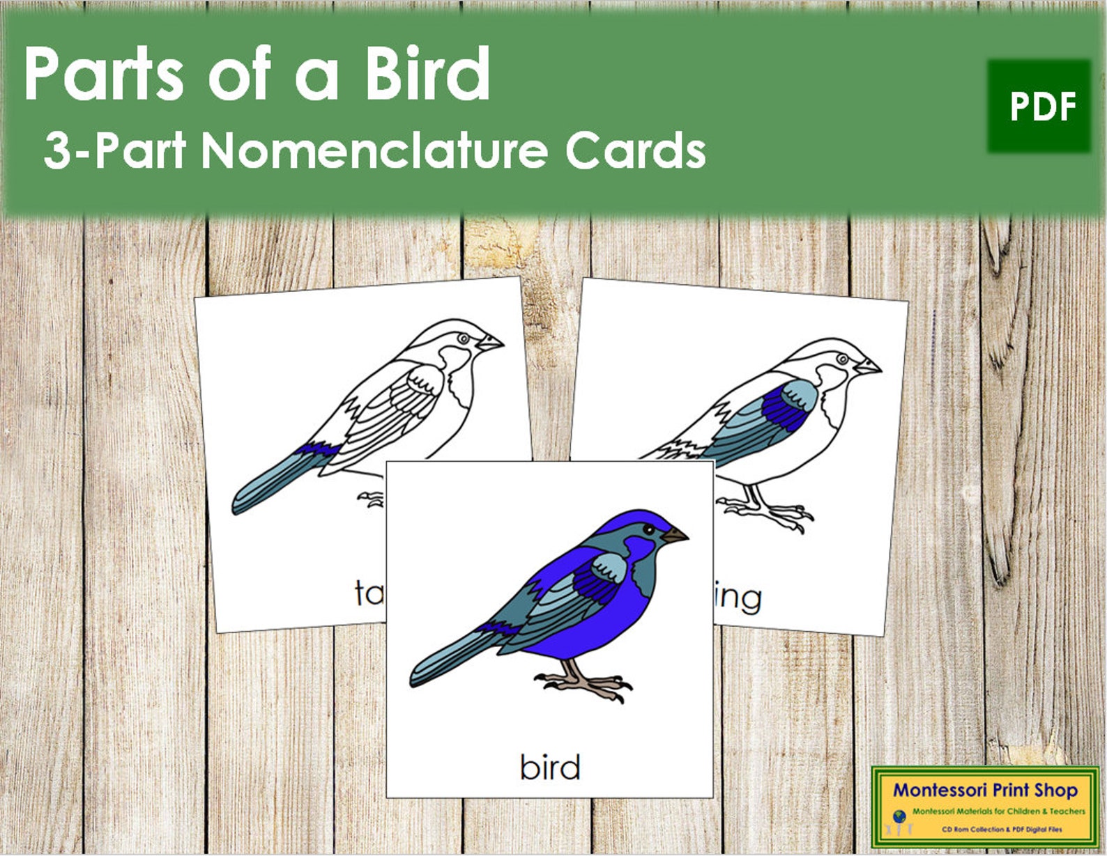 Parts of a Bird Nomenclature 3-part Cards Montessori Zoology - Etsy