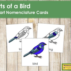Parts of a Bird Nomenclature 3-part Cards Montessori Zoology - Etsy