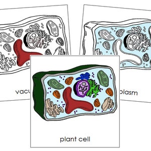 Parts of a Plant Cell Nomenclature 3-part Cards & Blackline Master ...