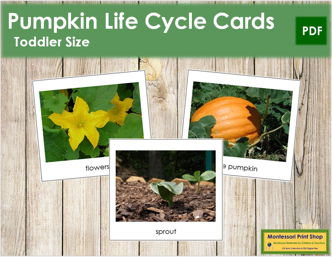 Pumpkin Life Cycle Cards Printable Toddler Montessori - Etsy