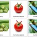 Shapes in Nature Sorting Cards & Chart - Montessori Geometry (digital ...