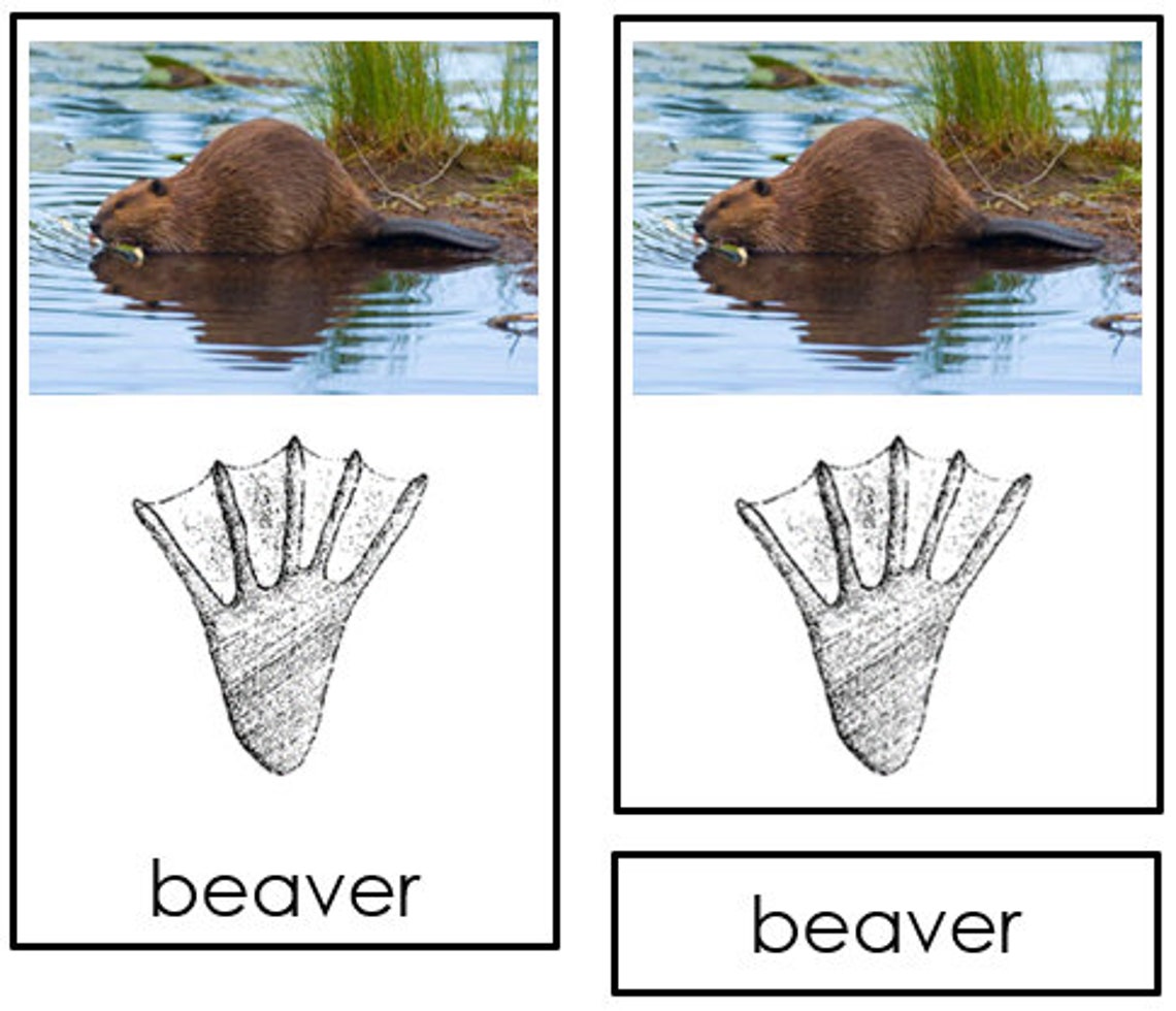 Animal Tracks Matching Cards footprints Zoology | Etsy