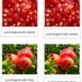 Seed and Plant Matching Cards - Montessori Botany Activity (digital ...