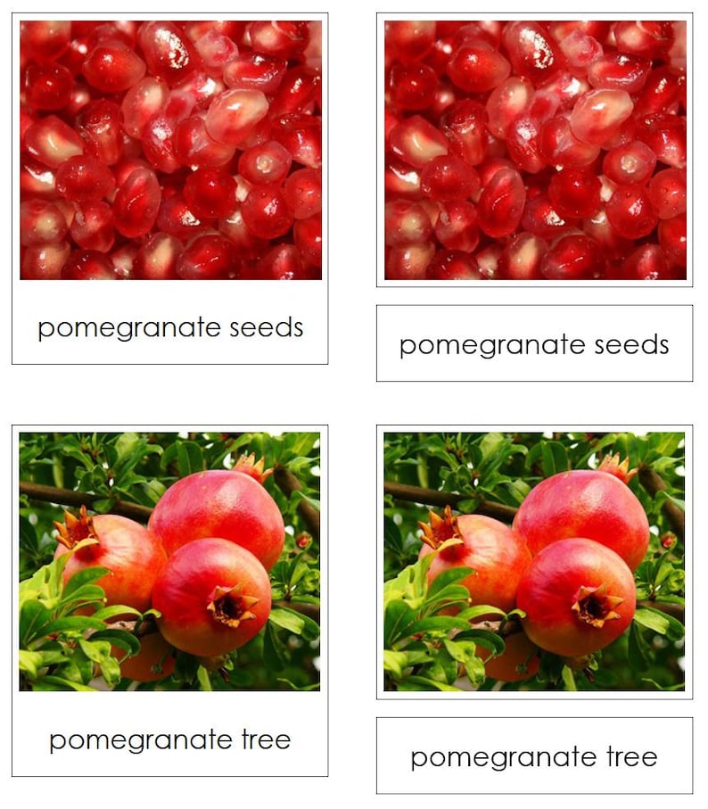 Seed and Plant Matching Cards - Montessori Botany Activity (digital ...