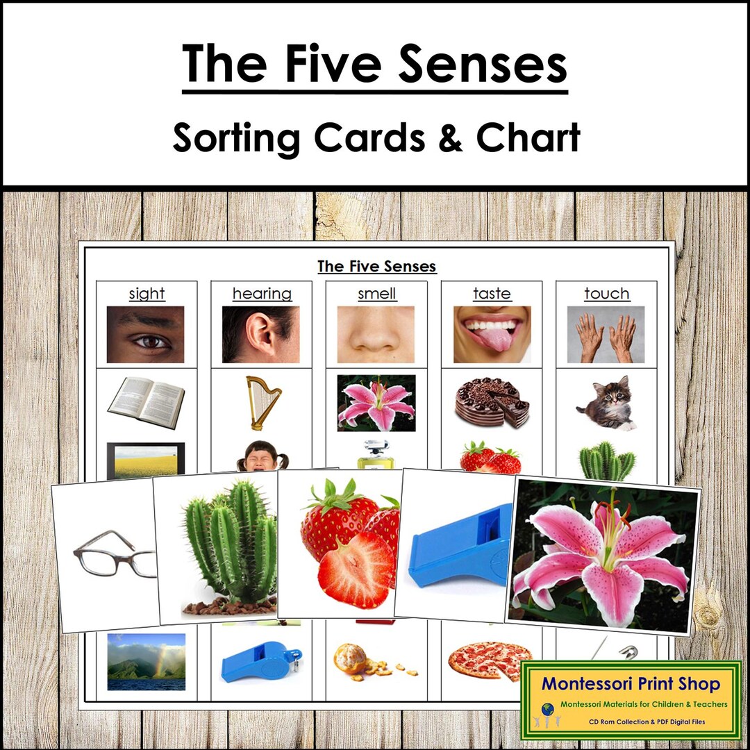 The Five Senses Sorting Cards & Chart - Montessori Science Activity ...