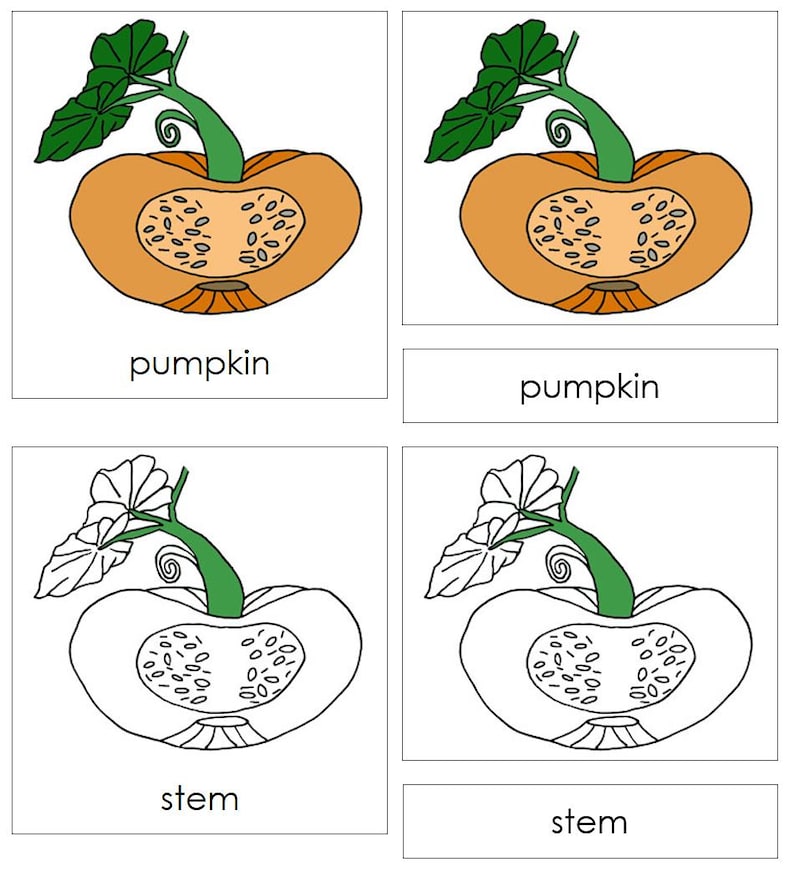 Parts of a Pumpkin Nomenclature 3-part Cards & Blackline Master ...
