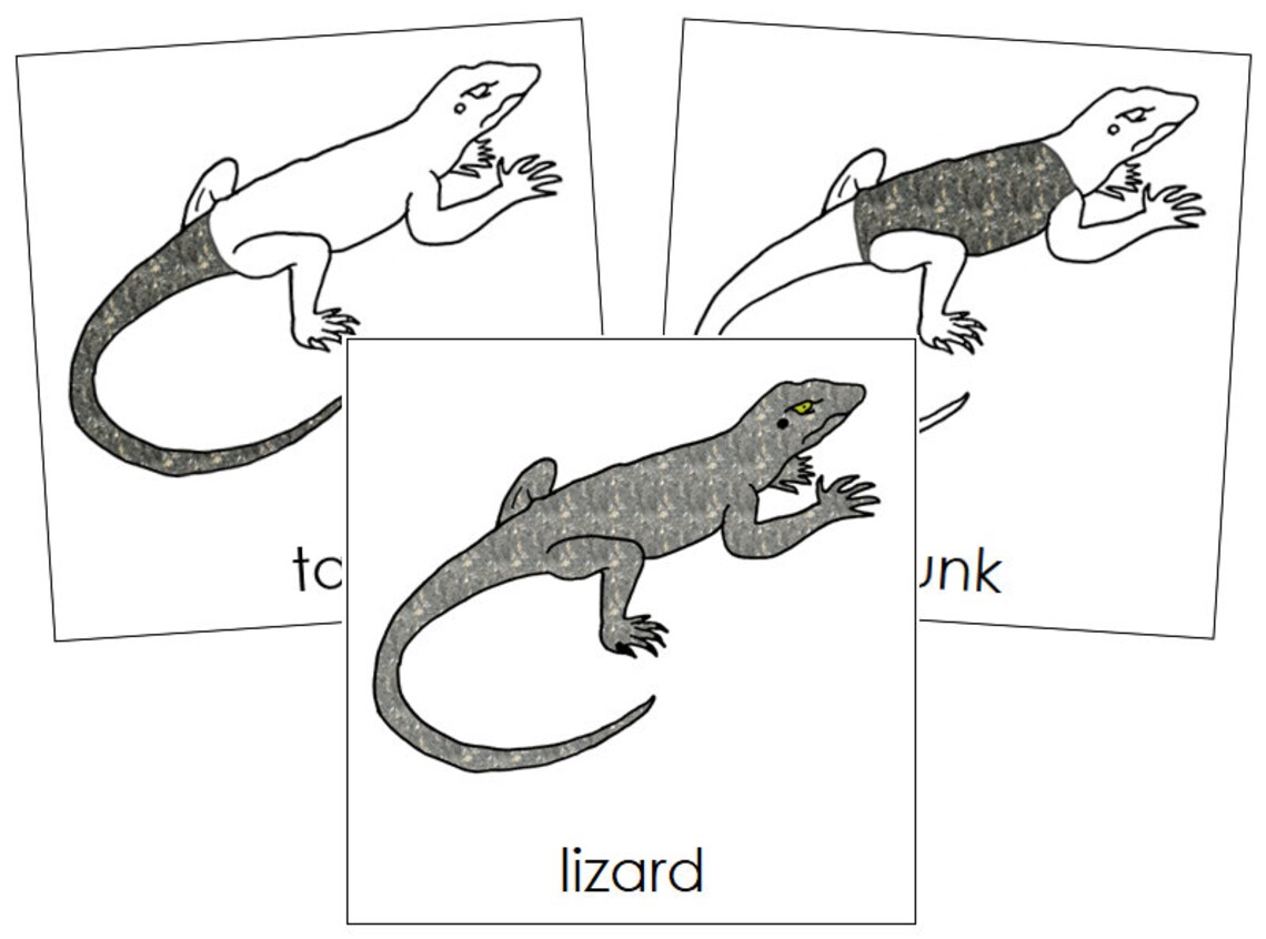 Parts of A Lizard Nomenclature 3-Part Cards Montessori | Etsy