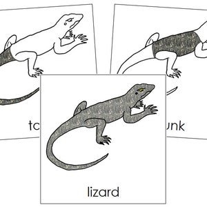Parts of a Lizard Nomenclature 3-part Cards & Blackline Master ...