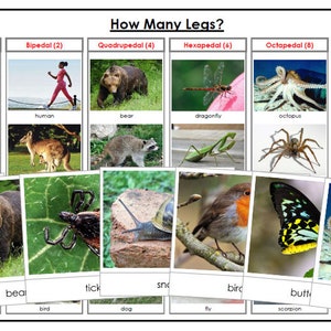 Animal Movement: How Many Legs? - Zoology - Printable Montessori Cards ...