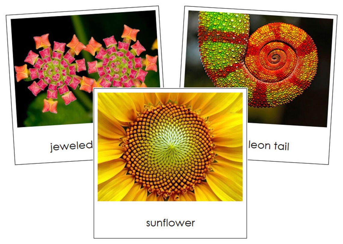 Patterns in Nature Picture Cards Geometry/science - Etsy
