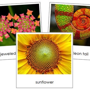 Patterns in Nature Picture Cards - Montessori Geometry & Science ...