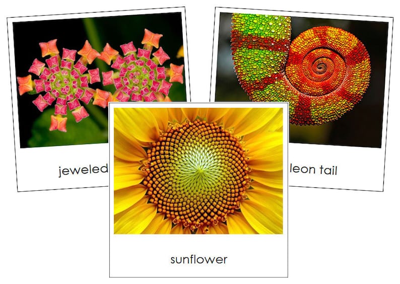 Patterns in Nature Picture Cards - Montessori Geometry & Science ...