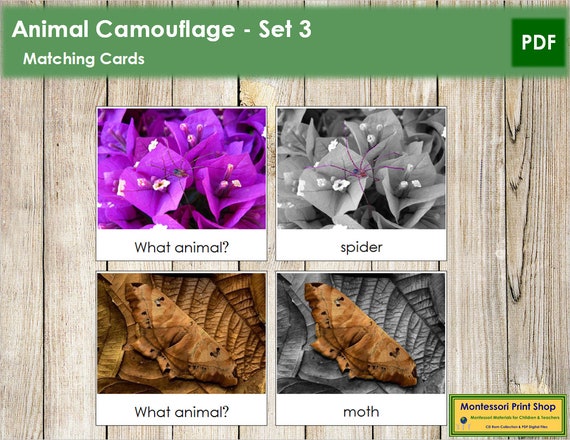 Animal Camouflage Matching Cards Set 3 Zoology Printable | Etsy