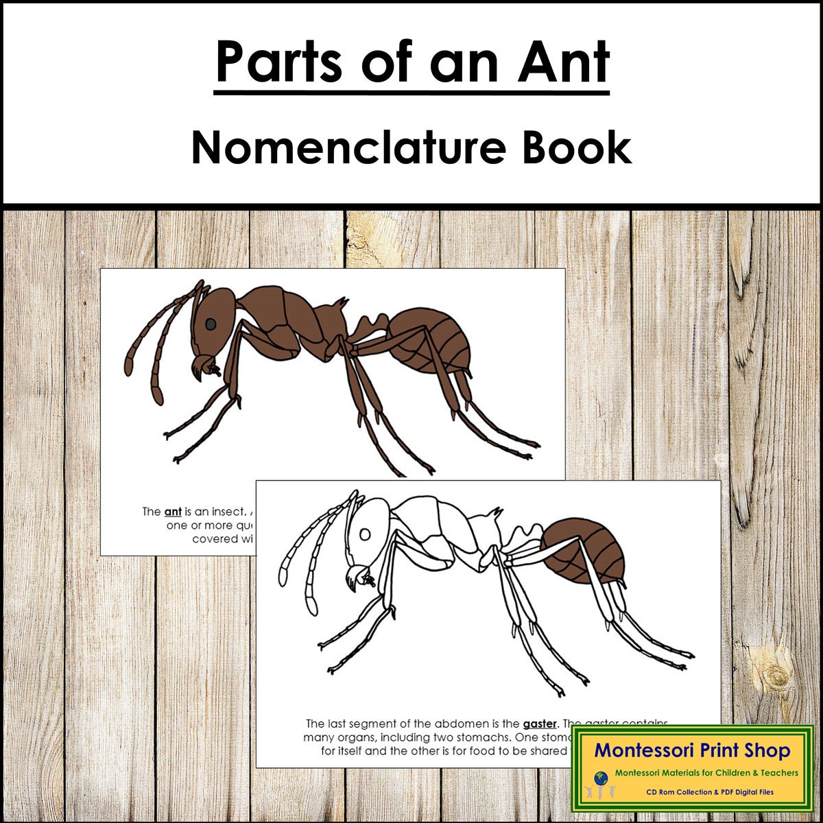 Parts of an Ant Nomenclature Book Montessori Zoology - Etsy