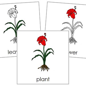 Parts of a Plant Nomenclature 3-part Cards & Blackline Master ...