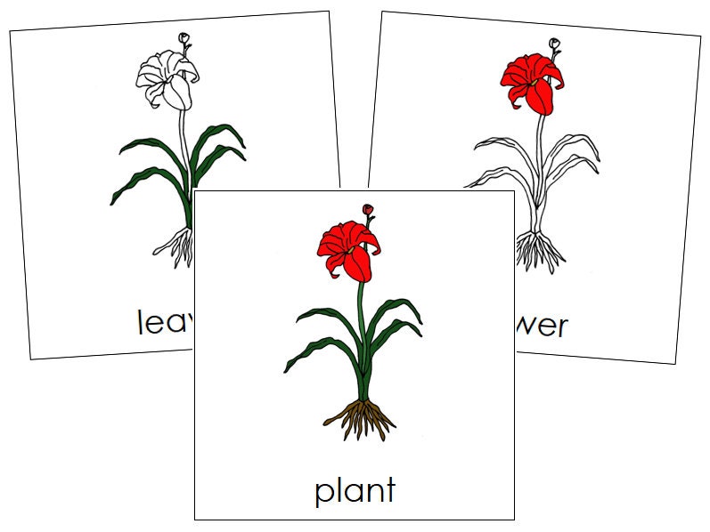 Parts of a Plant Nomenclature 3-part Cards Montessori Botany Printable ...