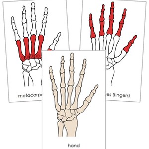 Bones of a Human Hand Nomenclature 3-part Cards (red) - Printable ...