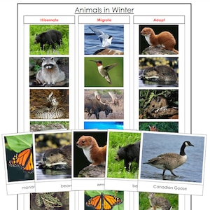 Animals in Winter (migrate, Hibernate, Adapt) - Zoology - Printable ...
