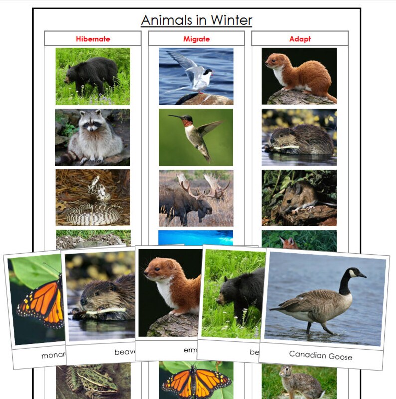 Animals in Winter Sorting Cards & Chart [migrate, Hibernate, Adapt ...