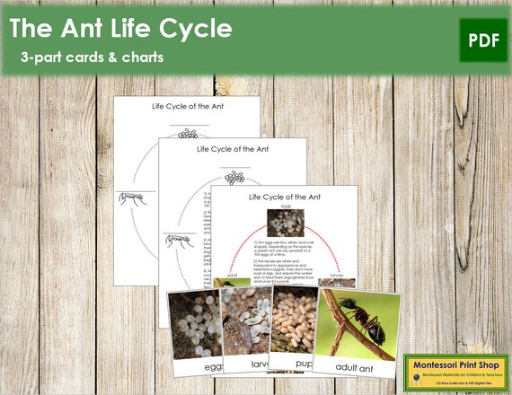 The Ant Life Cycle 3-part Cards & Charts Montessori | Etsy Canada