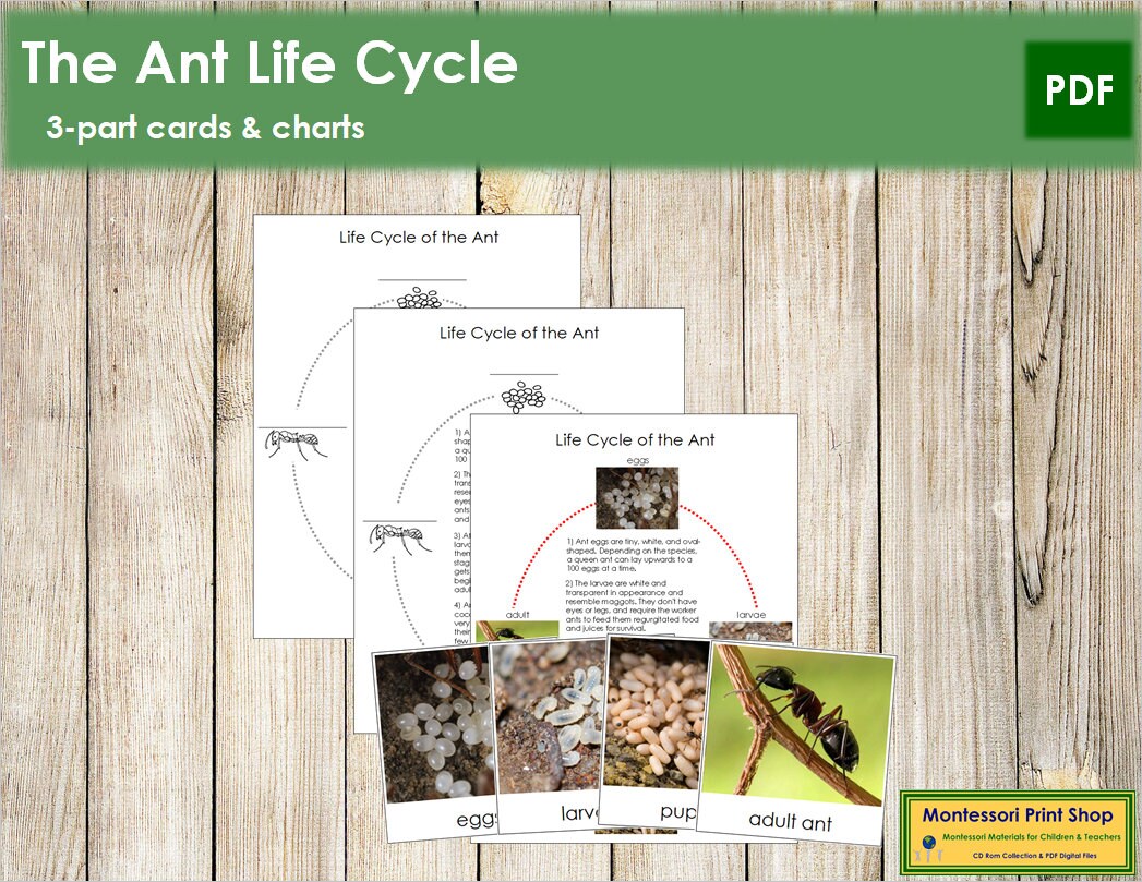 The Ant Life Cycle 3-part Cards & Charts Montessori | Etsy Canada